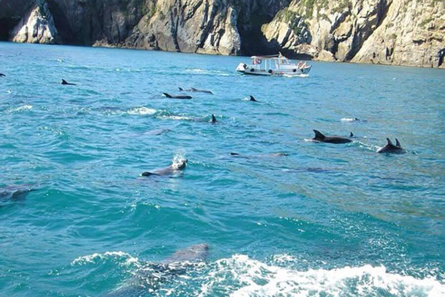 Golfinhos roubam a cena e dão show no pôr do sol de Arraial do Cabo ...
