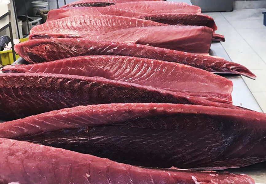Estudo analisa peixes de Arraial do Cabo e identifica contaminação por ...